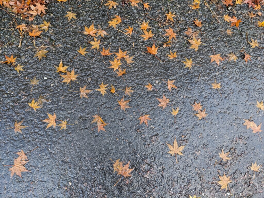 Autumn - Hester Berry